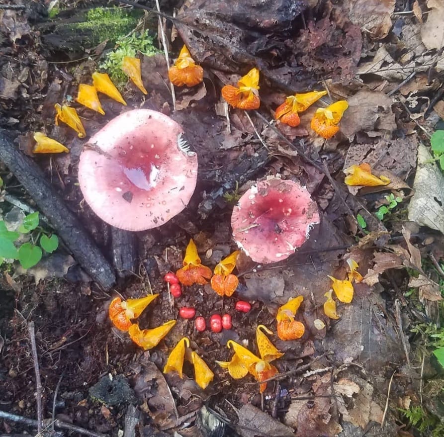 Wild Edible Plants: A Few of Firefly's Springtime Favorites - Firefly ...