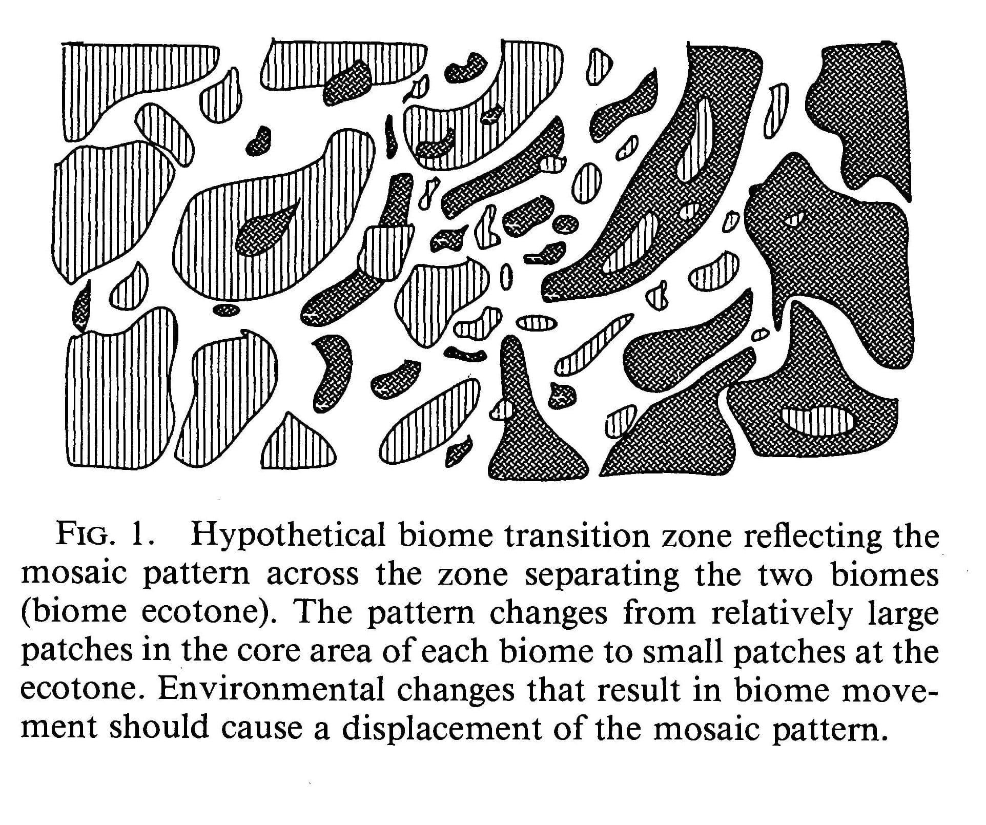 Living on the Edge: Ecotones - Firefly Gathering